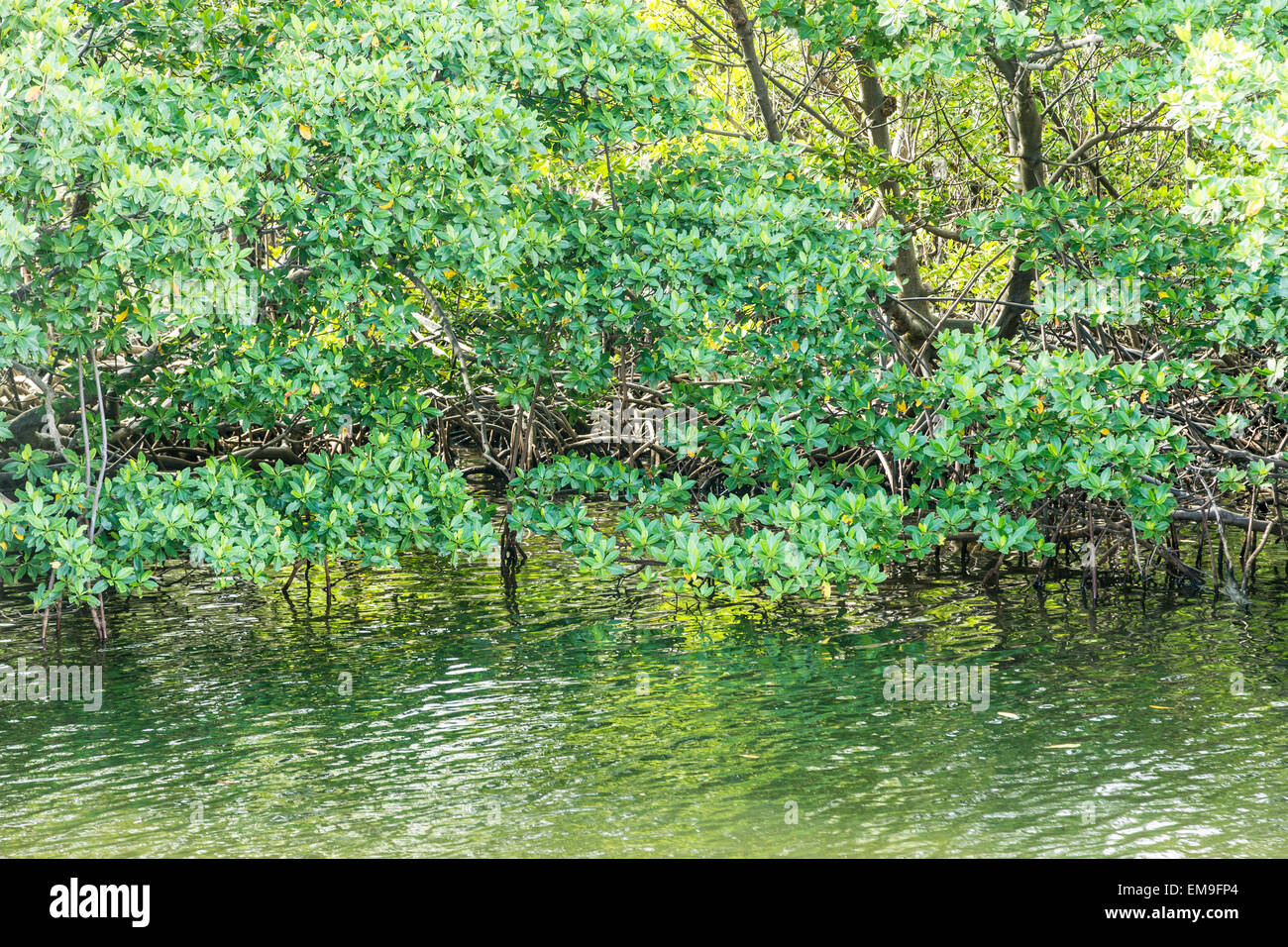 plants grow at the bank of the lake with reflections in the water Stock ...
