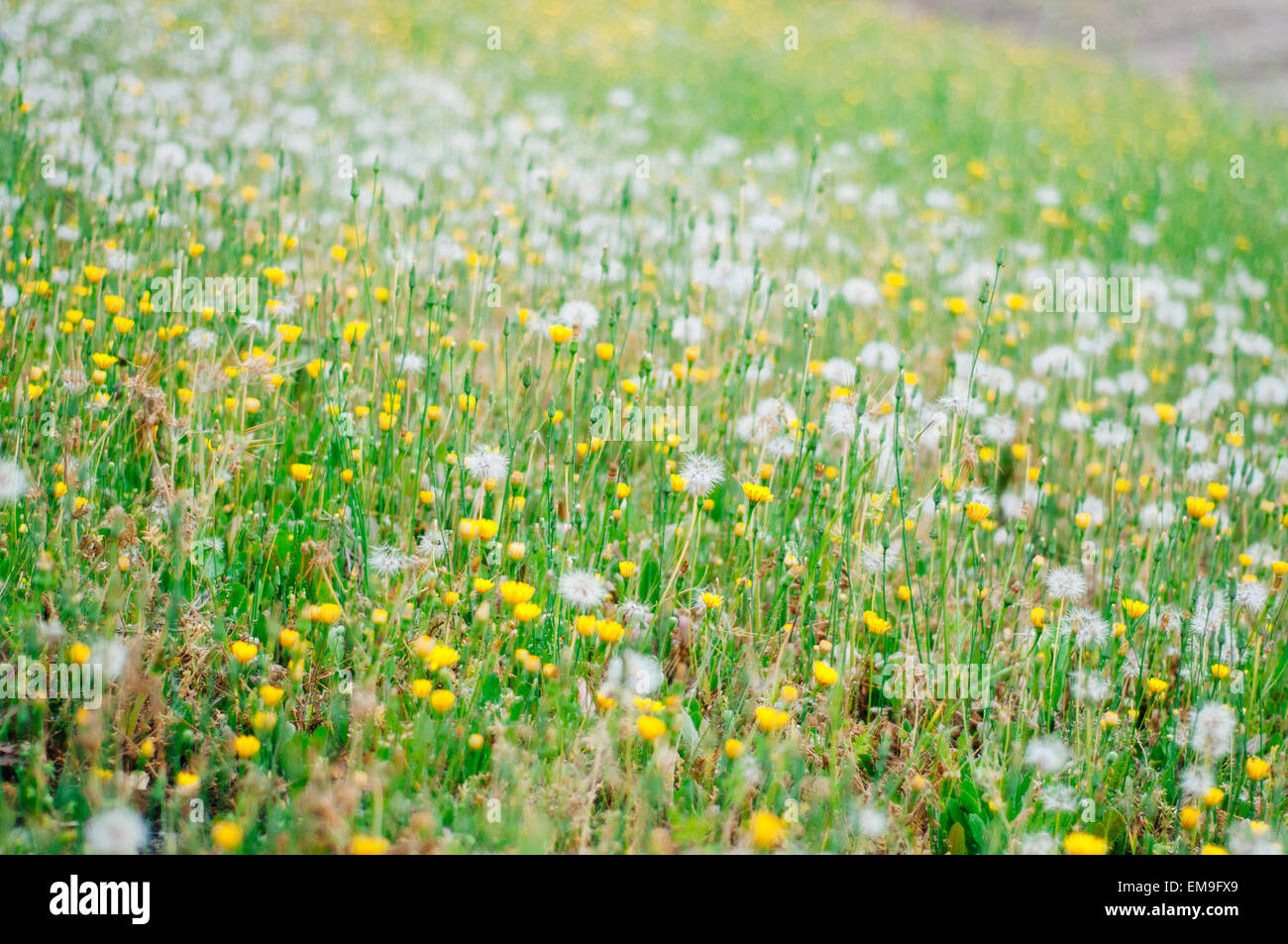 Green spring background photo Stock Photo - Alamy