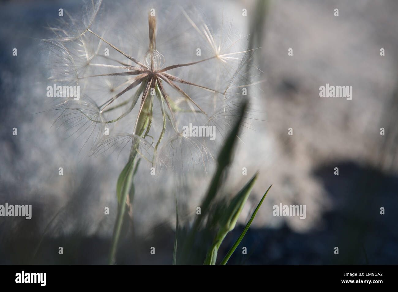 Dandelion seed puff in the sun Stock Photo - Alamy