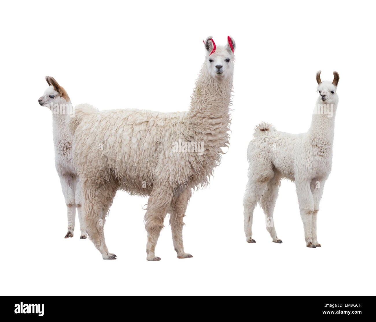 Threeo llamas on the side of white background Stock Photo - Alamy