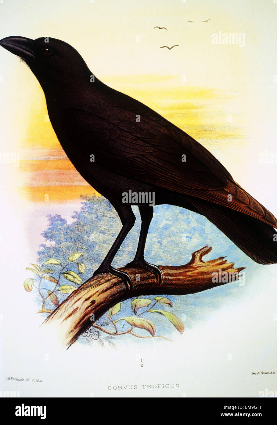 Hawaiian Crows Maps