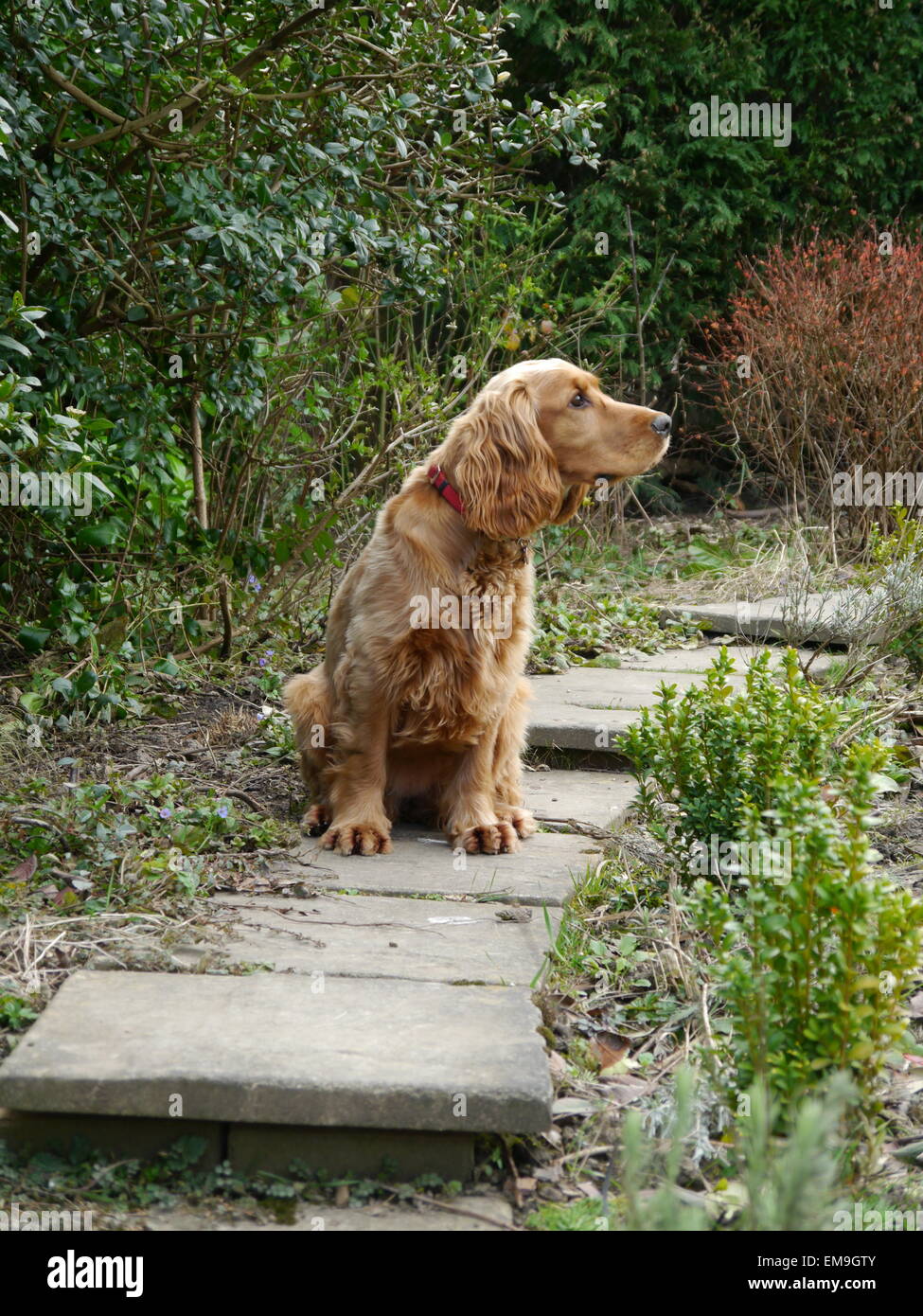 English show cocker spaniel hi-res stock photography and images - Alamy