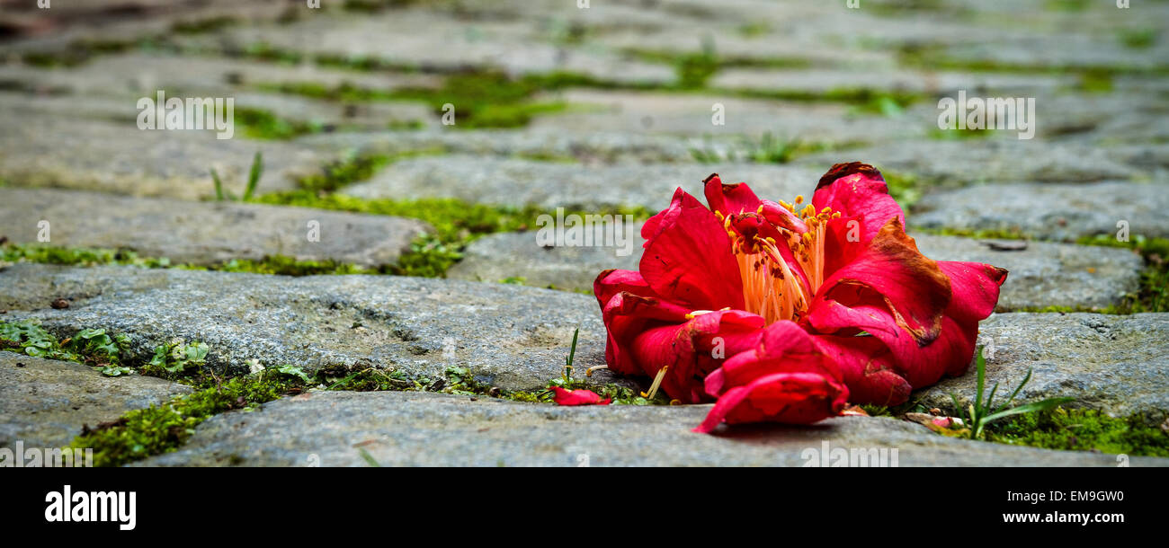 Lonely flower hi-res stock photography and images - Alamy