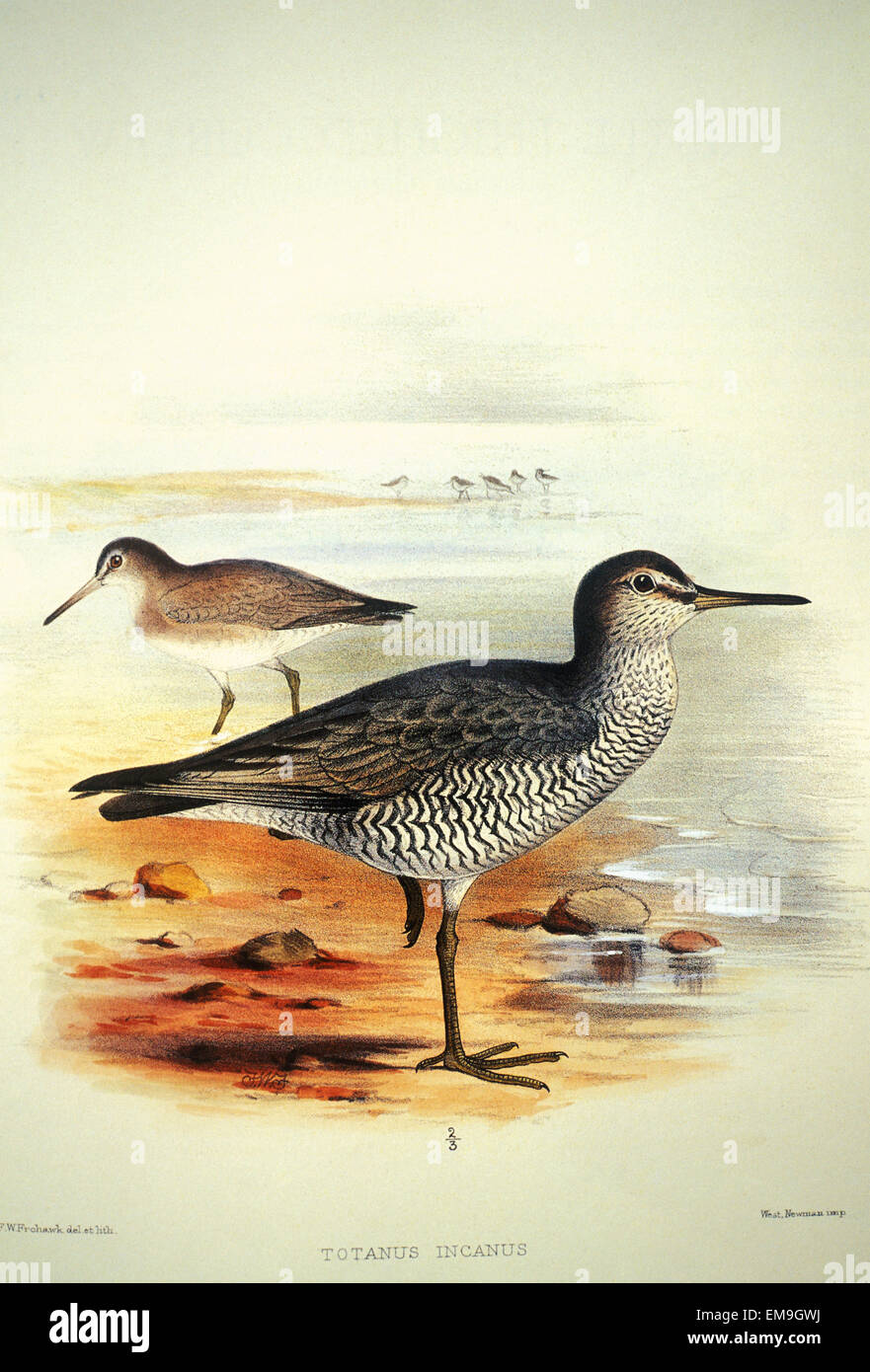 C.1893-1900 Illustration, Ulili Or Wandering Tattle, Native Hawaiian ...