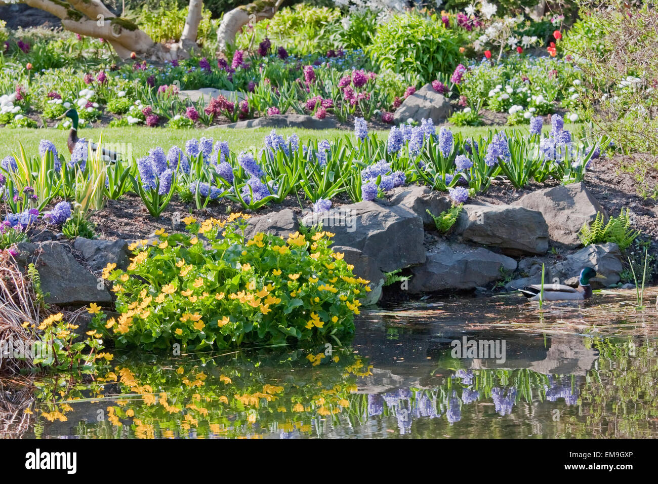 Flower Beds By A Pond In Queen Elizabeth Park, Vancouver, British ...