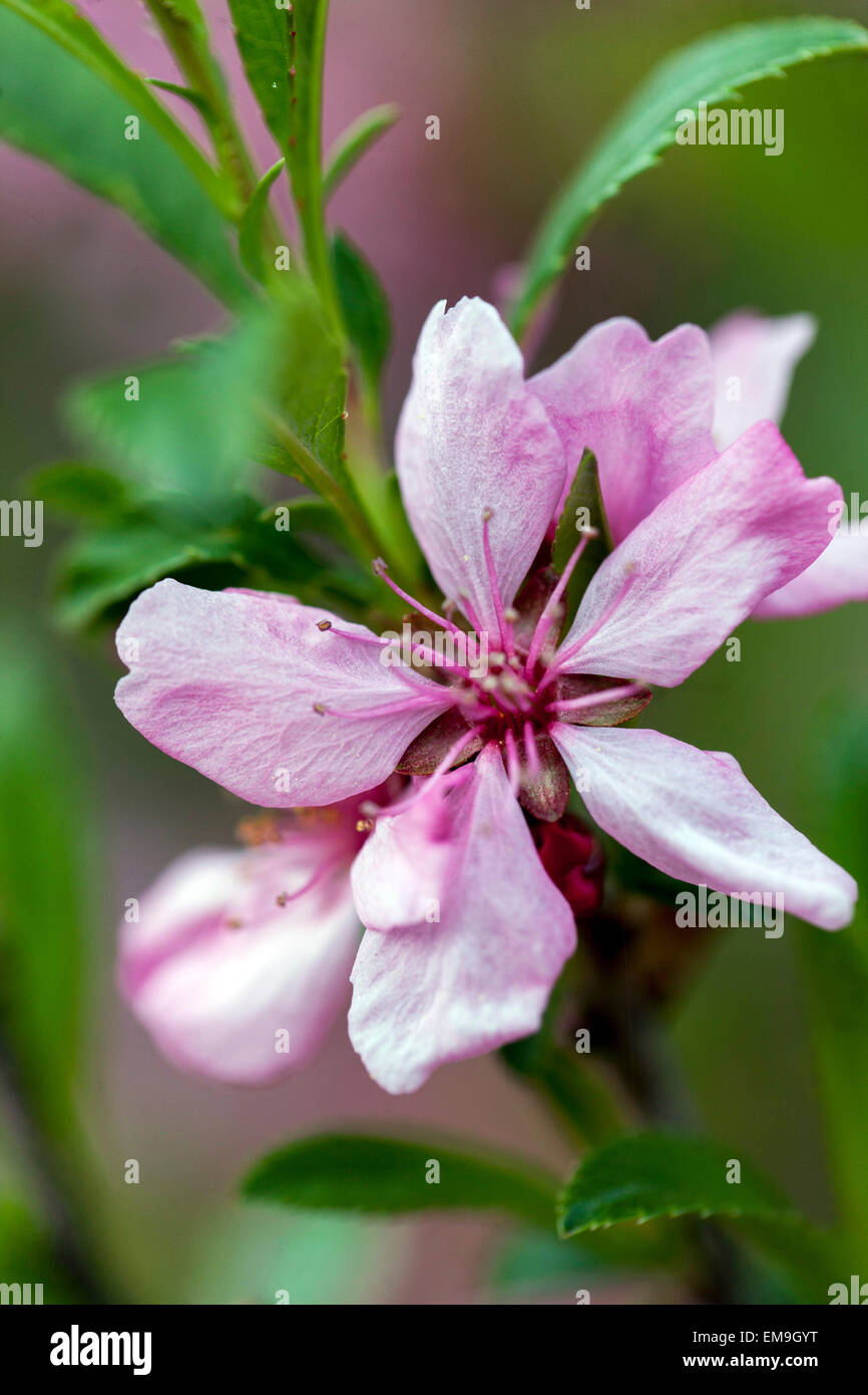 Prunus tenella, Dwarf Russian almond Stock Photo - Alamy