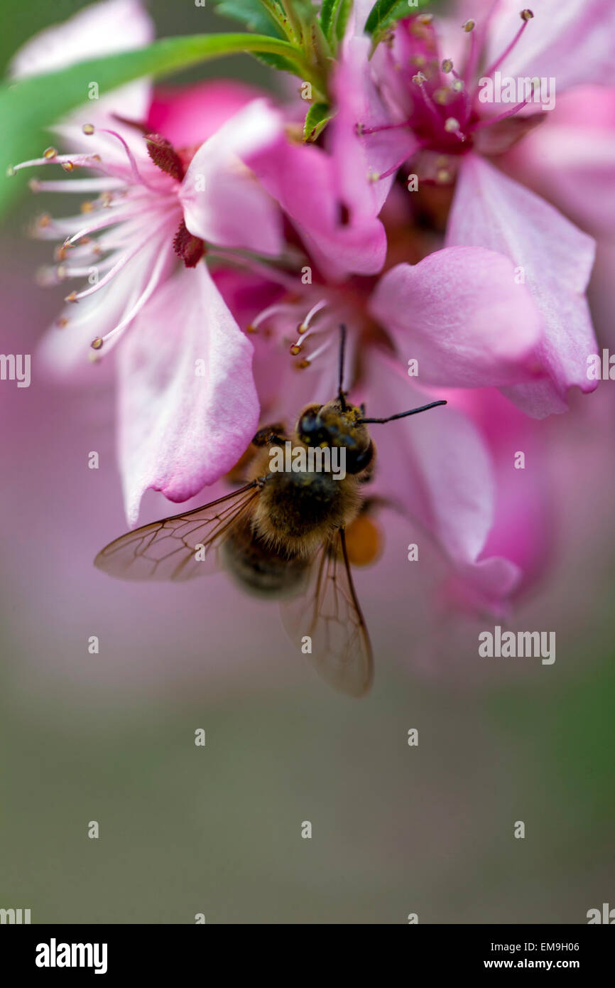 Prunus tenella flowering in april hi-res stock photography and images ...