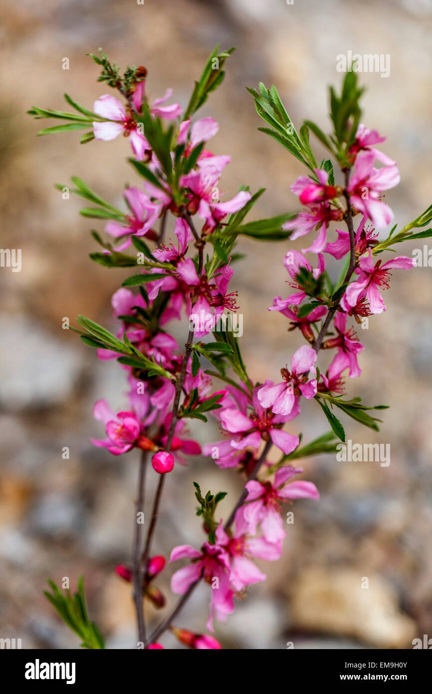 Prunus tenella, Dwarf Russian almond Stock Photo - Alamy