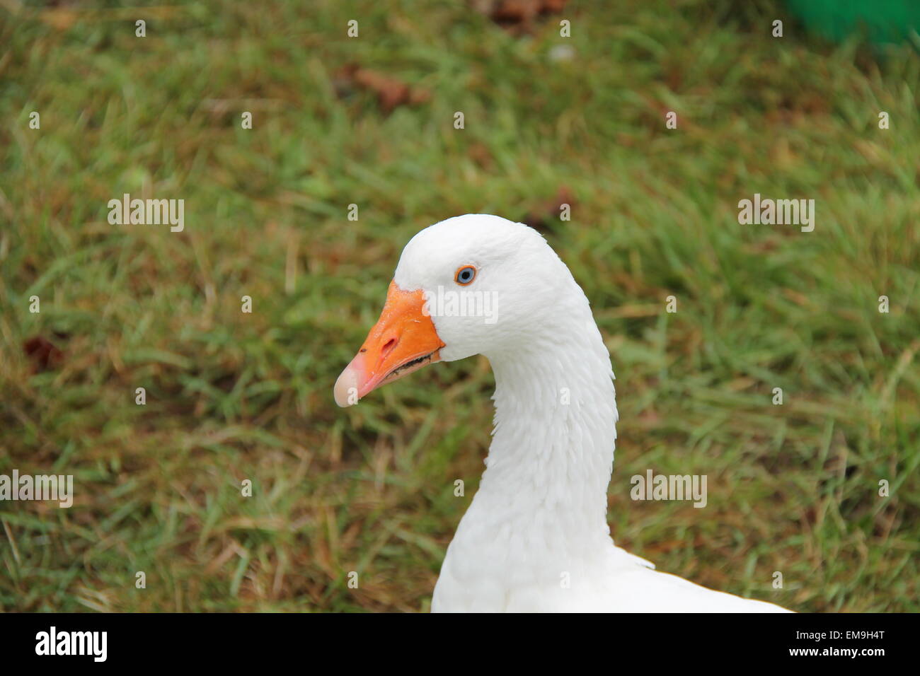 The Head and Bill of an All White Wild Goose Stock Photo - Alamy