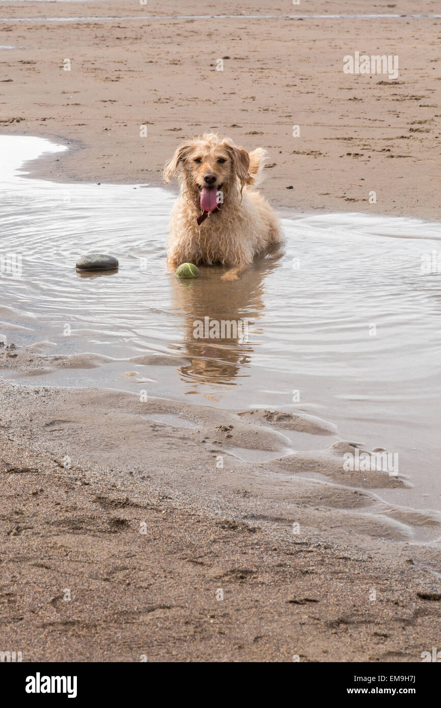 Labradoodle dog lies in a puddle to cool off with her ball at the beach ...