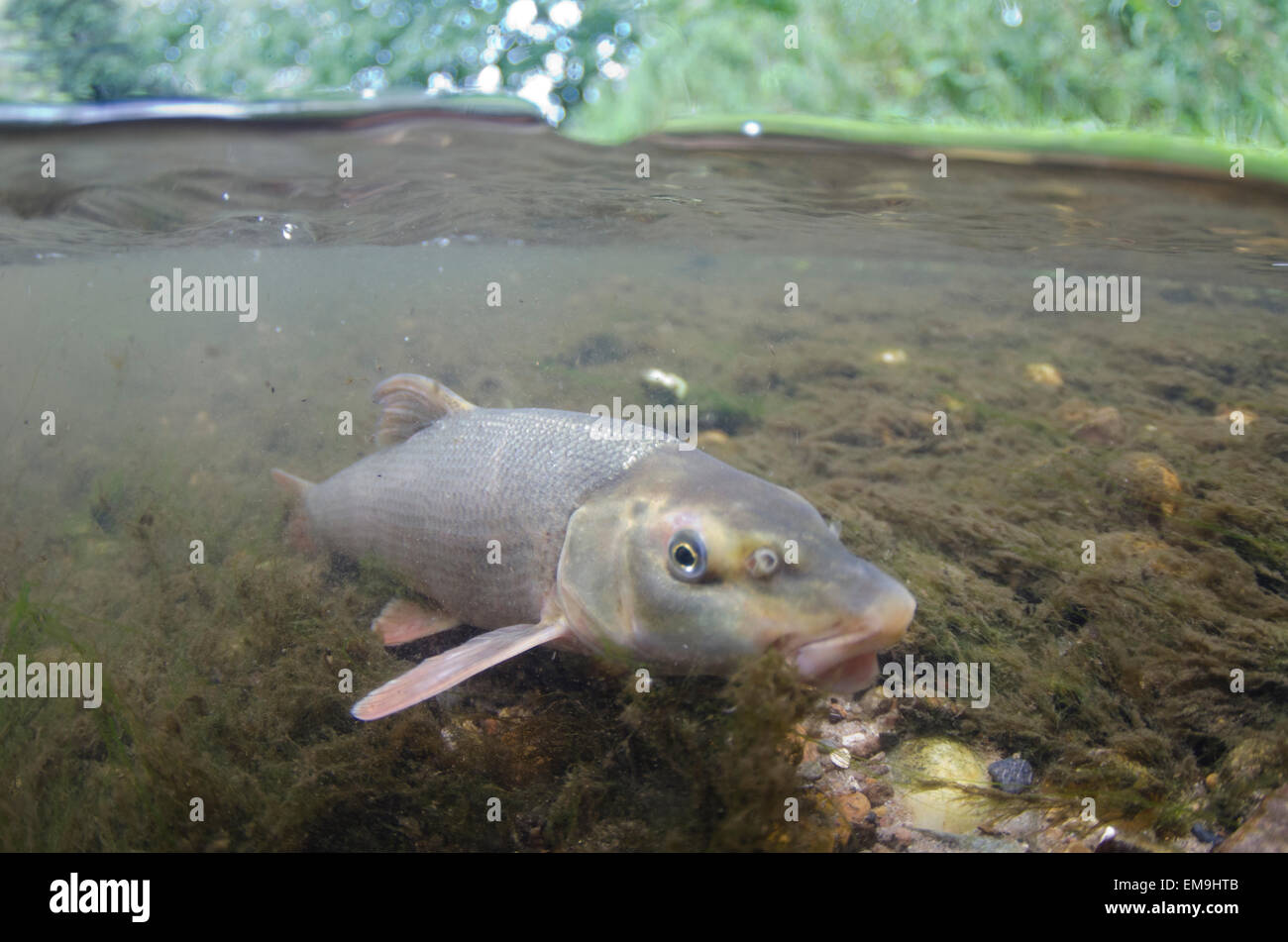 Barbel hi-res stock photography and images - Alamy