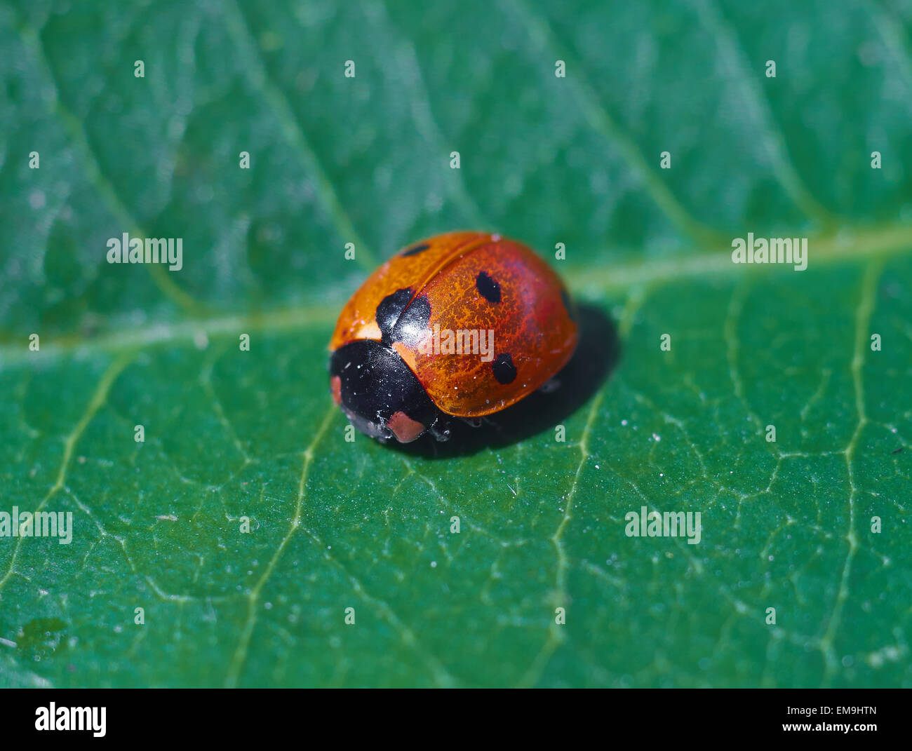 dead ladybug with mites and decay coleoptera beetle ladybird bug on a ...