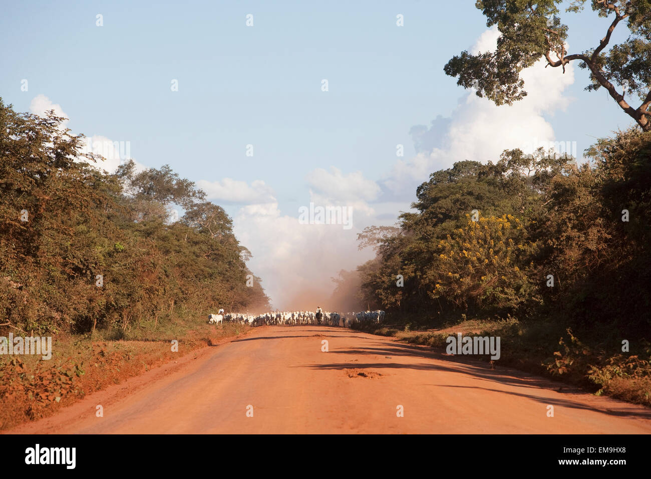 Indo brazilian cattle hi-res stock photography and images - Alamy
