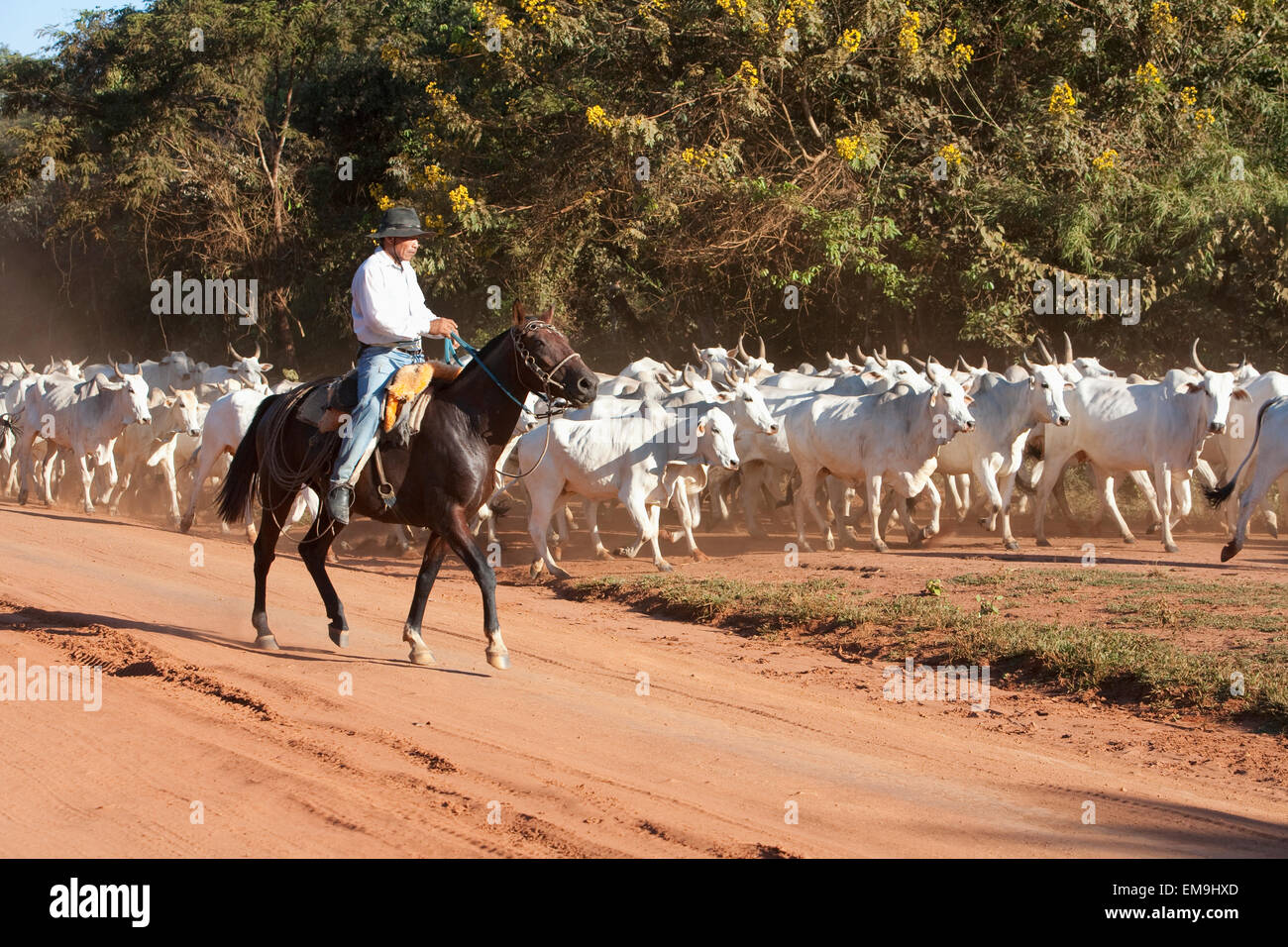 Bolivian Cowboys Herding Indo-Brazilian Cattle (Bos Indicus) In Rural ...
