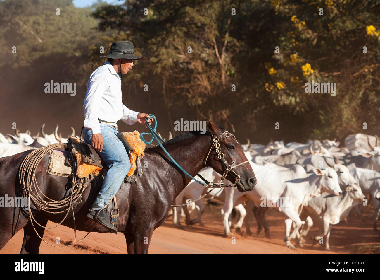 Bolivian Cowboys Herding Indo-Brazilian Cattle (Bos Indicus) In Rural ...