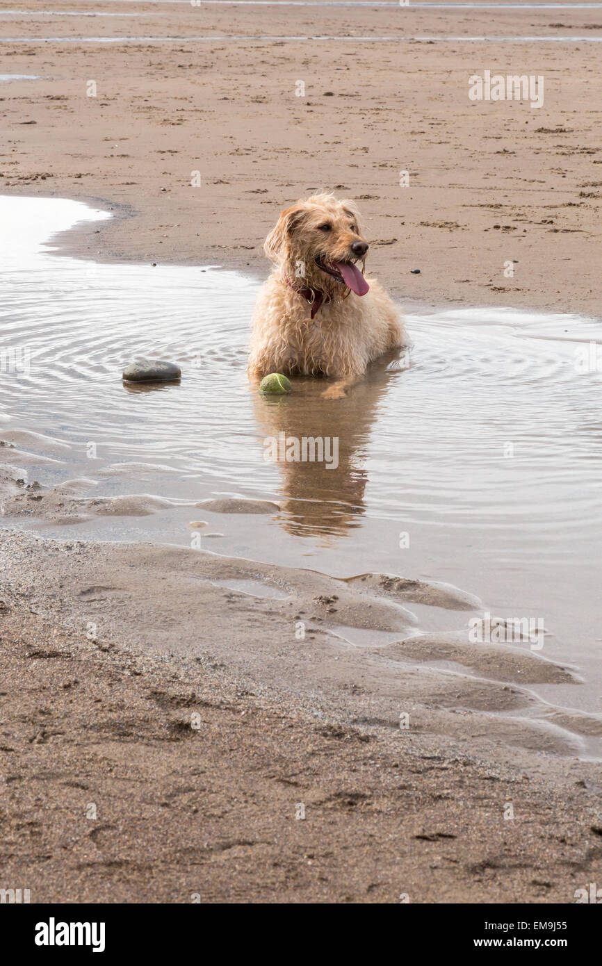Labradoodle dog lies in a puddle to cool off with her ball at the beach ...
