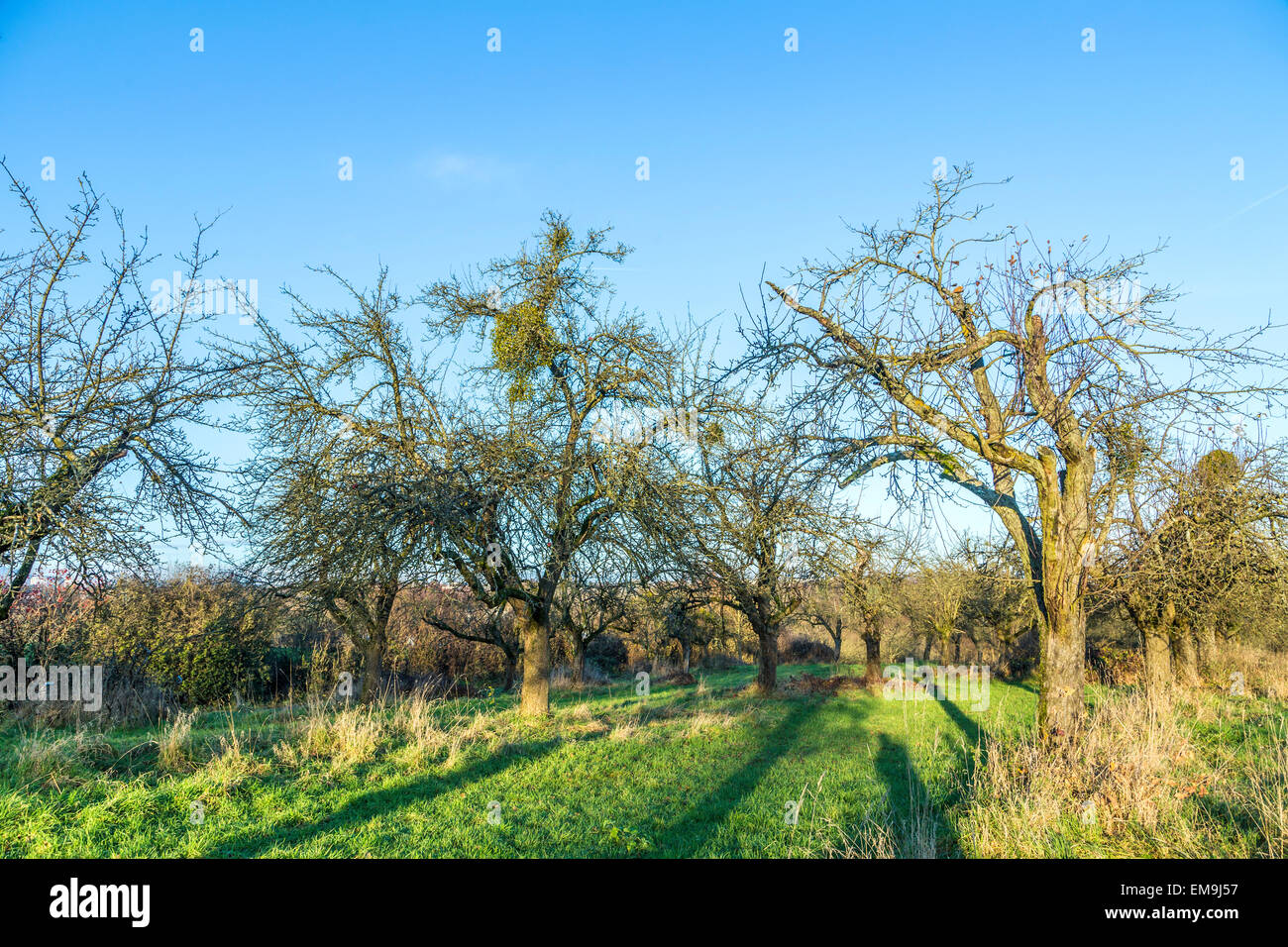 empty apple tree in autumn under blue sky Stock Photo - Alamy