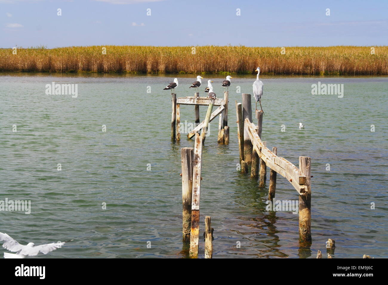 birds on disused jetty Stock Photo - Alamy