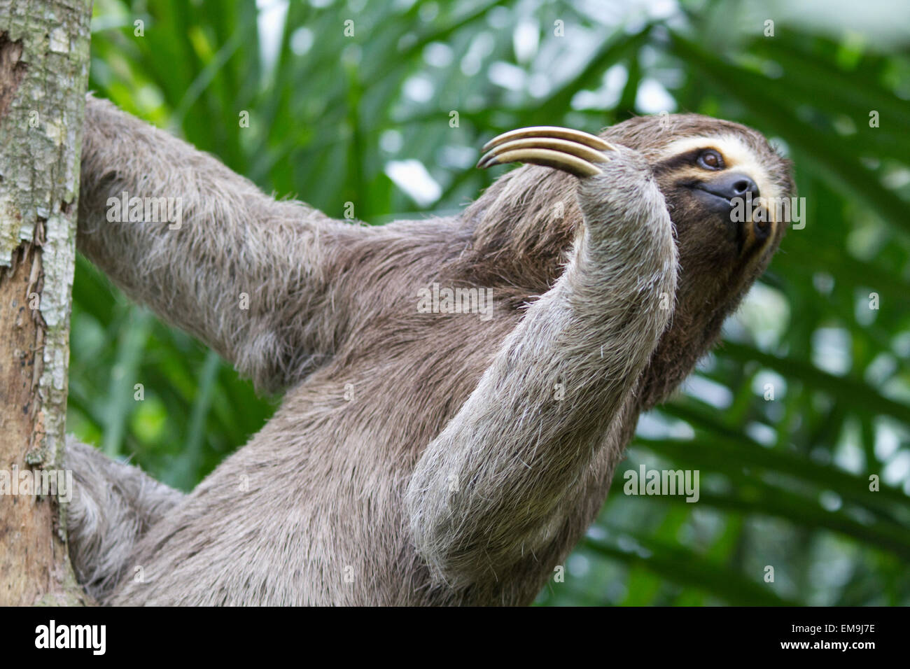 Brown-Throated Sloth (Bradypus Variegatus) On A Tree, Biocentro Guembe ...