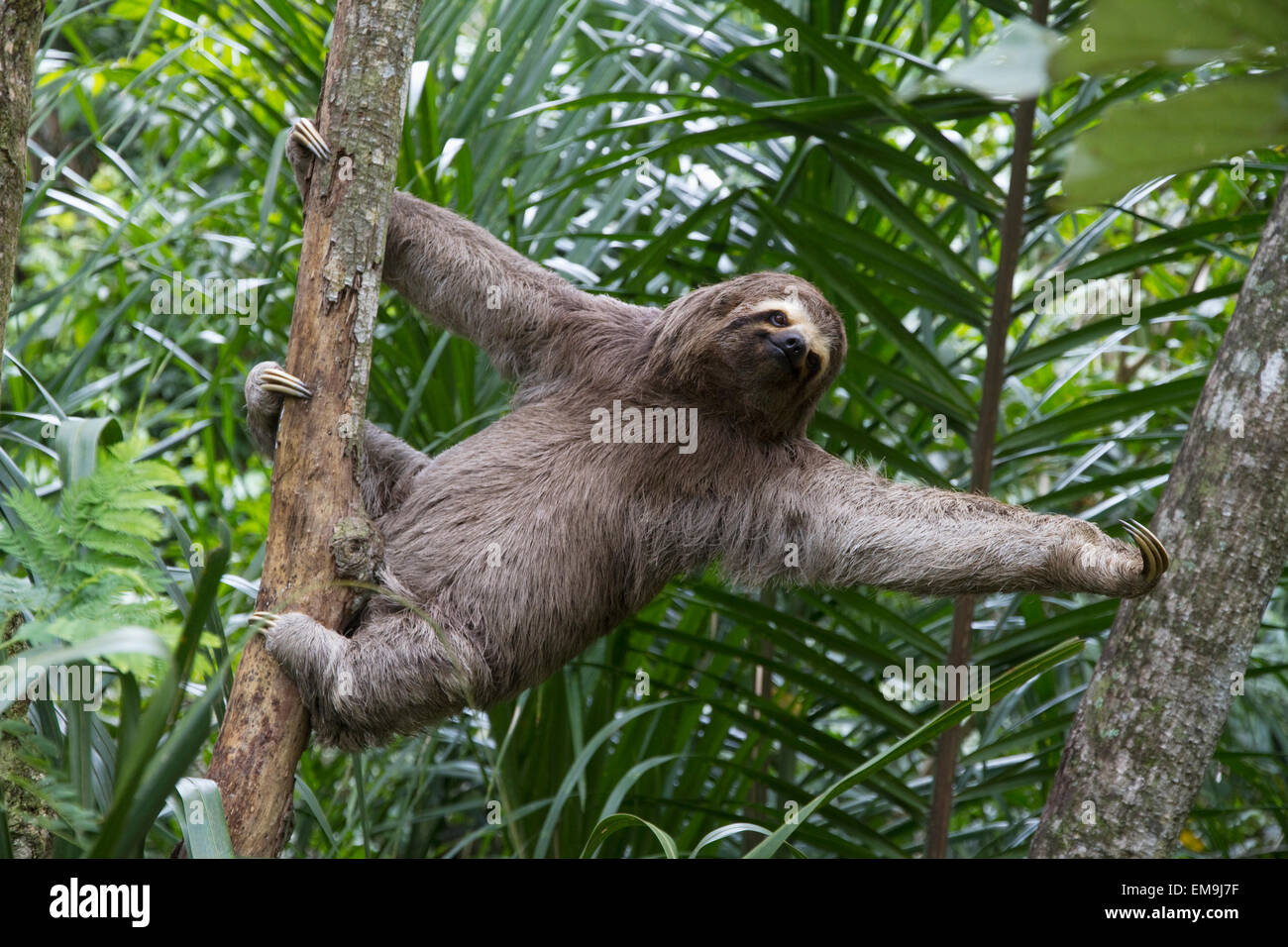 Brown-Throated Sloth (Bradypus Variegatus) On A Tree, Biocentro Guembe ...