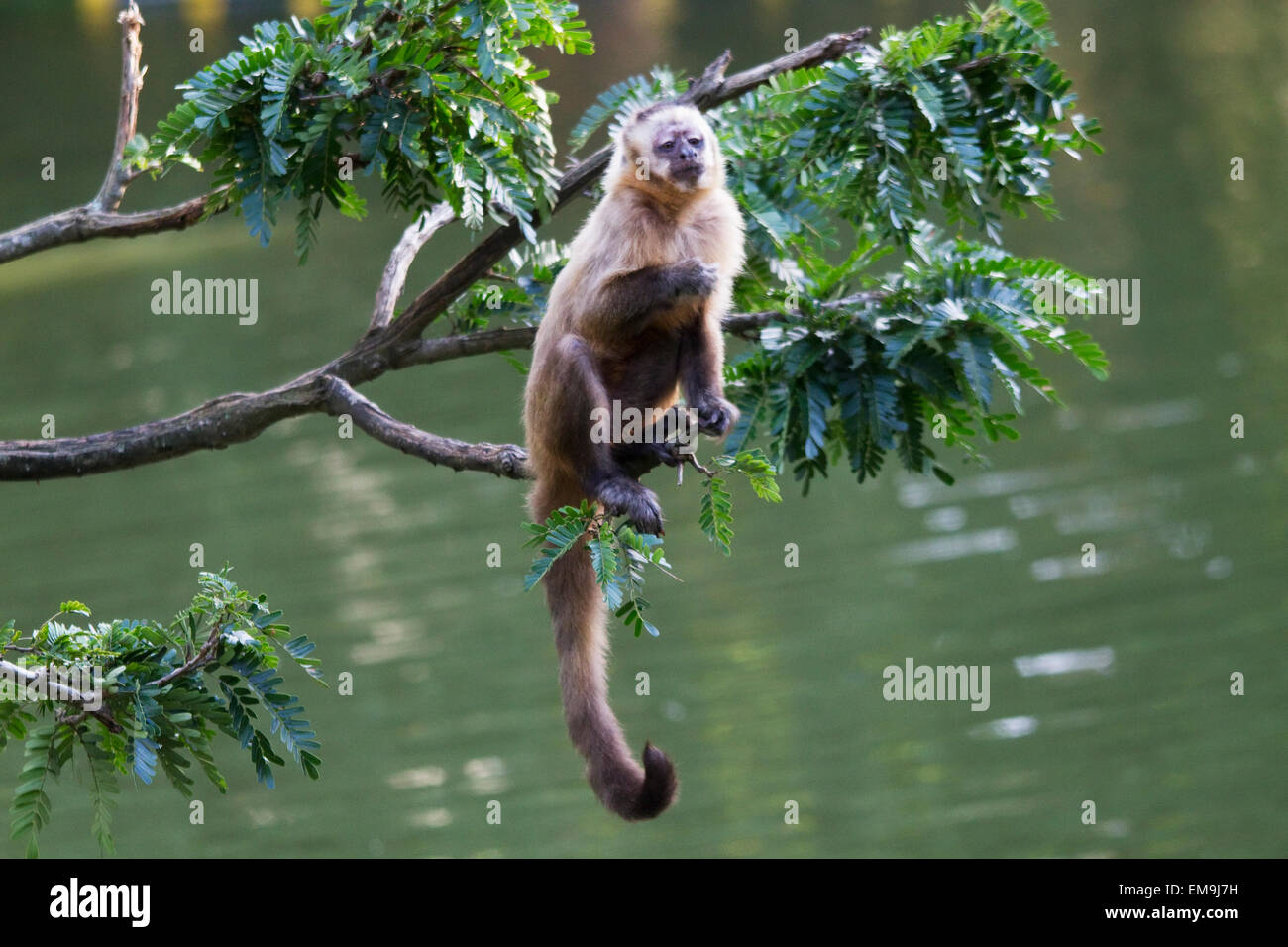 Capuchin Monkey, Biocentro Guembe, Santa Cruz, Bolivia Stock Photo - Alamy