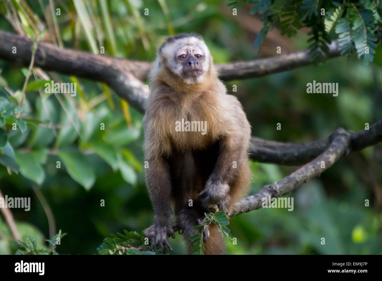 Capuchin Monkey, Biocentro Guembe, Santa Cruz, Bolivia Stock Photo - Alamy
