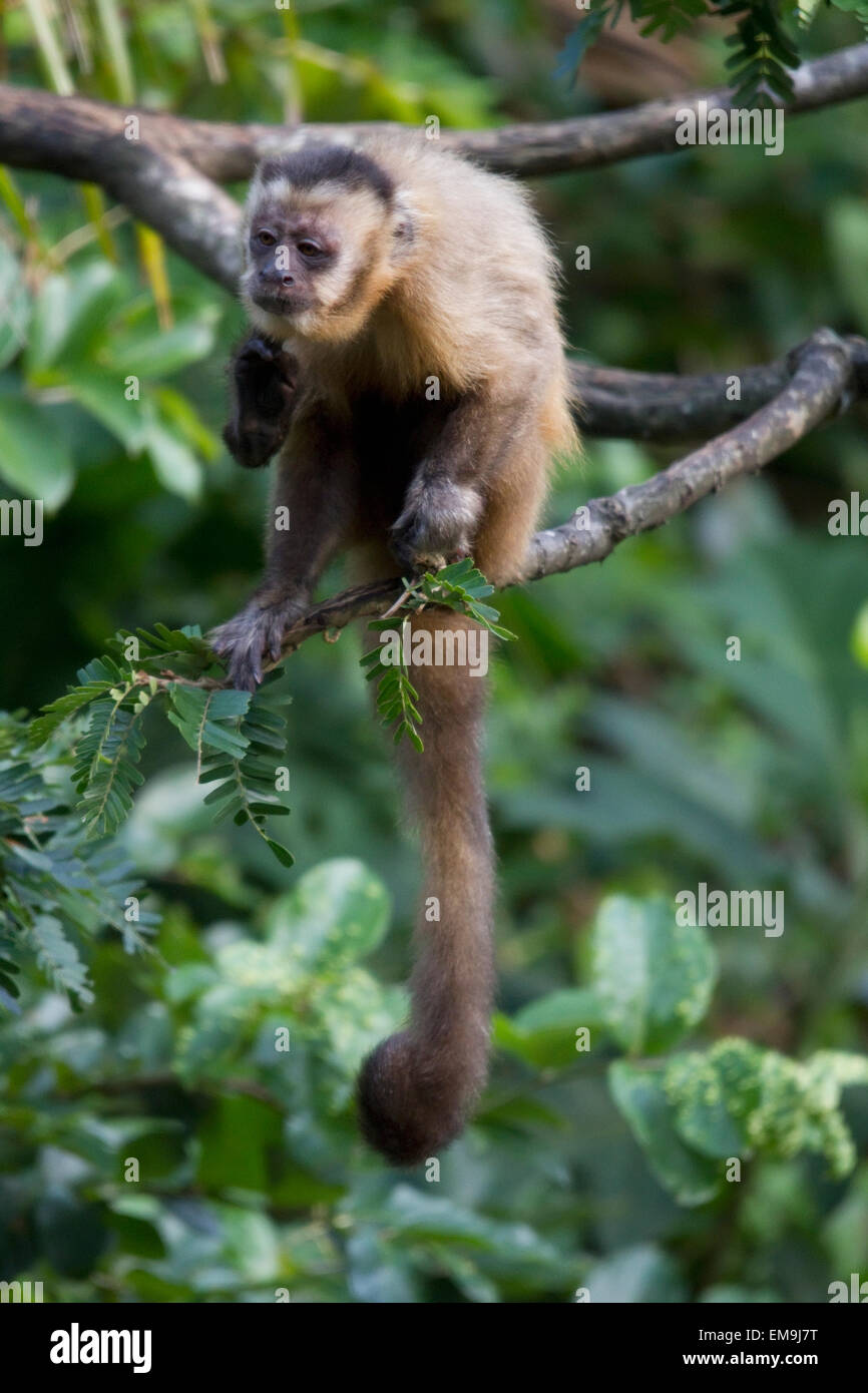 Capuchin Monkey, Biocentro Guembe, Santa Cruz, Bolivia Stock Photo - Alamy