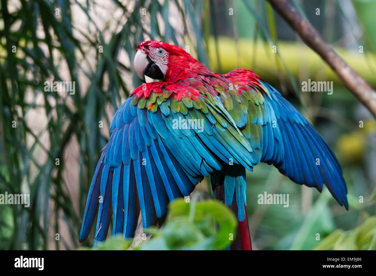 Scarlet Macaw (Ara Macao), Biocentro Guembe, Santa Cruz, Bolivia Stock ...