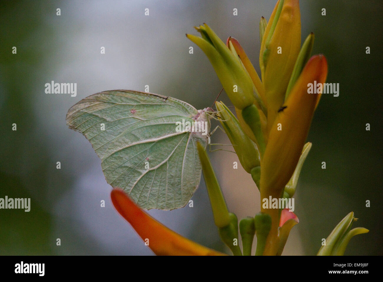 Butterfly, Biocentro Guembe, Santa Cruz, Bolivia Stock Photo - Alamy