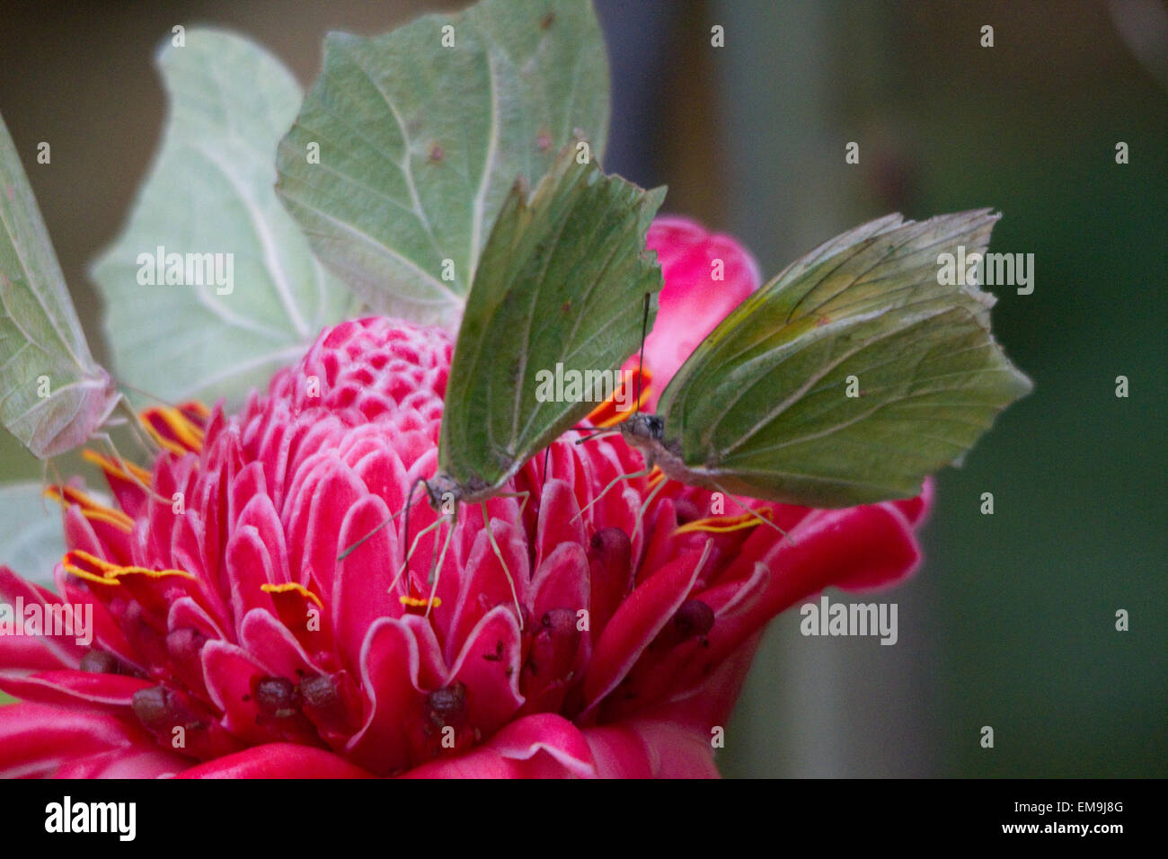 Biocentro hi-res stock photography and images - Alamy