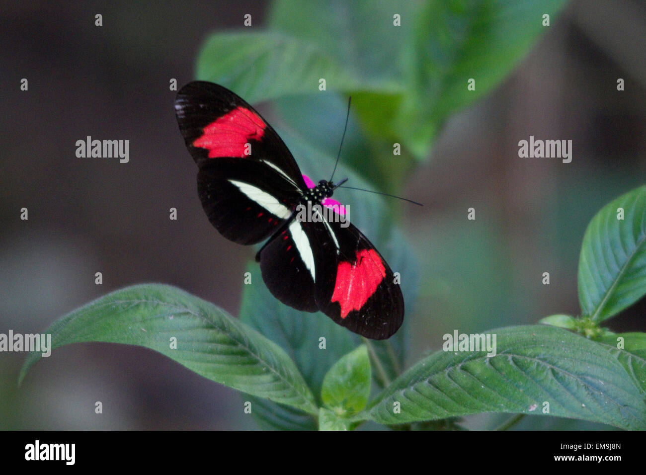 Red Postman (Heliconius Erato) Butterfly, Biocentro Guembe, Santa Cruz ...