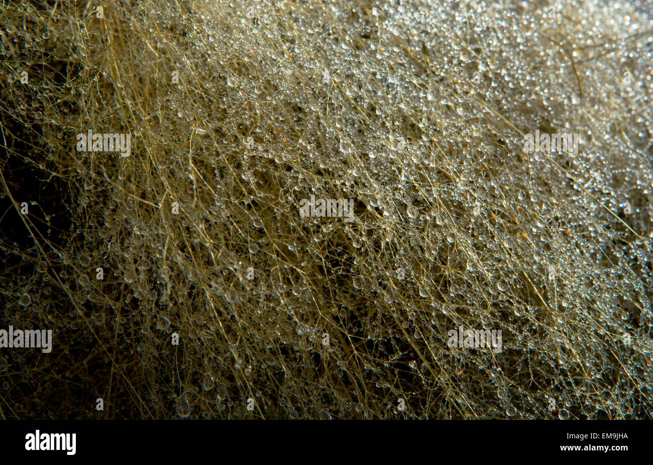 Macro shot of little plant branches net that keep sticked on hundred of ...