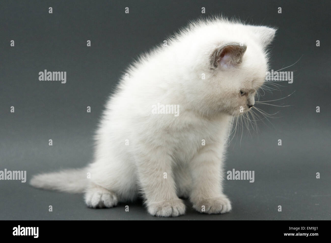 Tortoiseshell point hi-res stock photography and images - Alamy