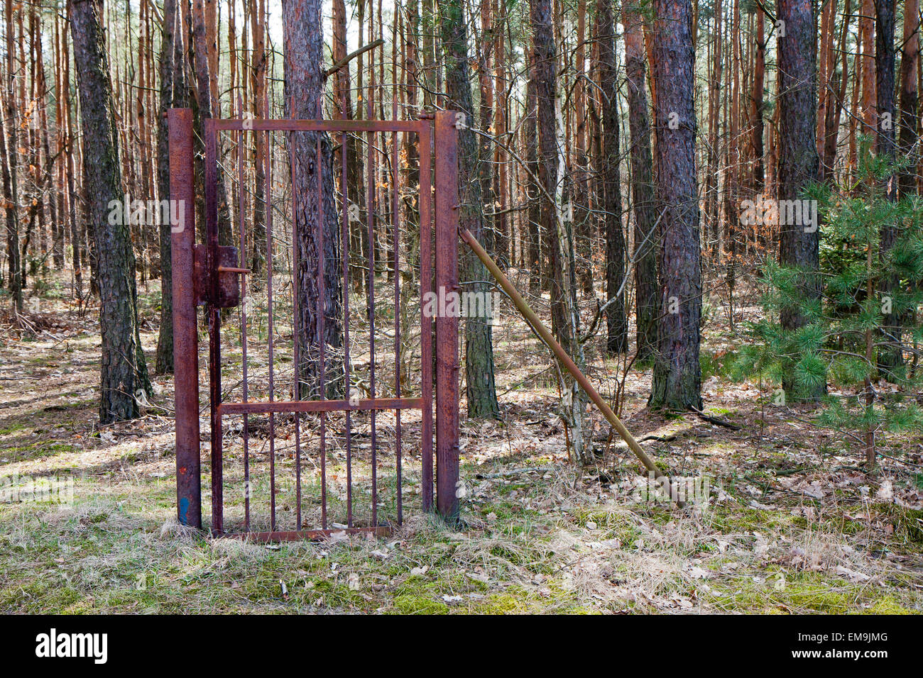 Entrance gate pine forest hi-res stock photography and images - Alamy
