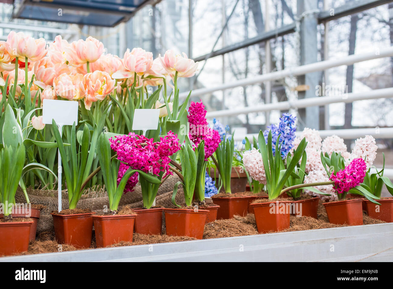 Orangery with spring flowers in the botanical garden Stock Photo - Alamy