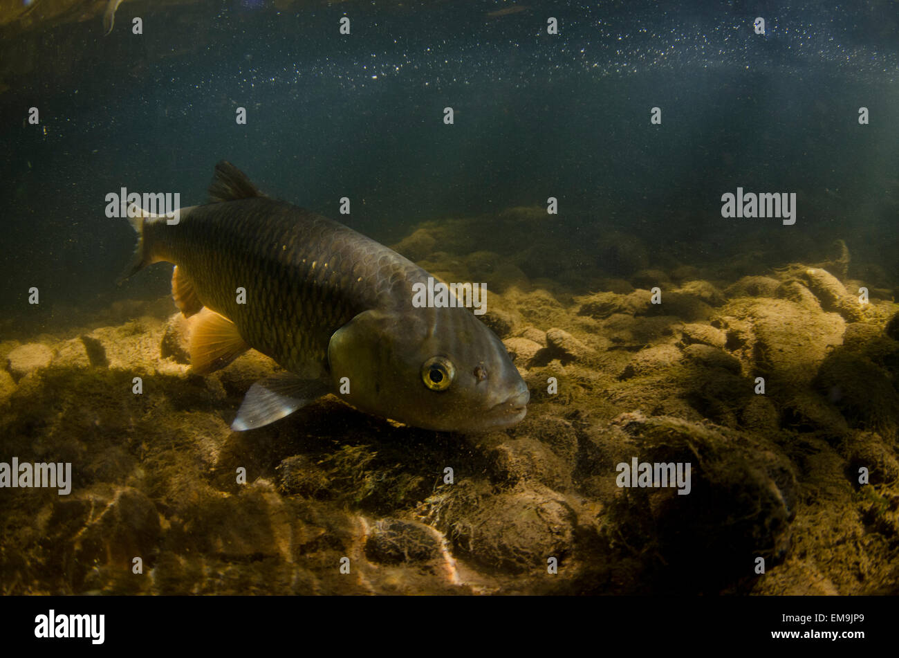 Chub hi-res stock photography and images - Alamy
