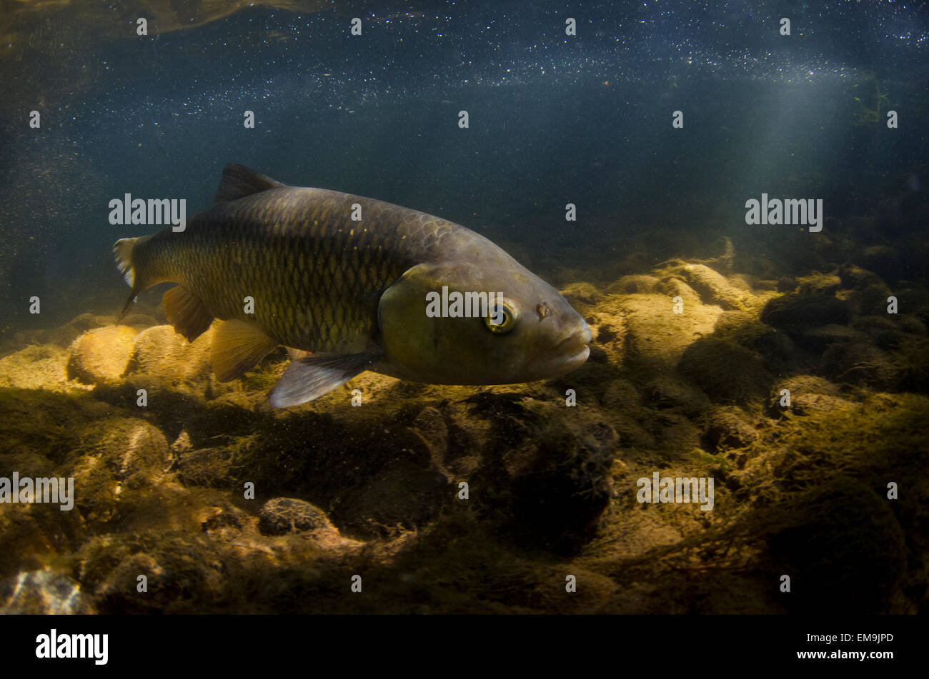 Chub hi-res stock photography and images - Alamy