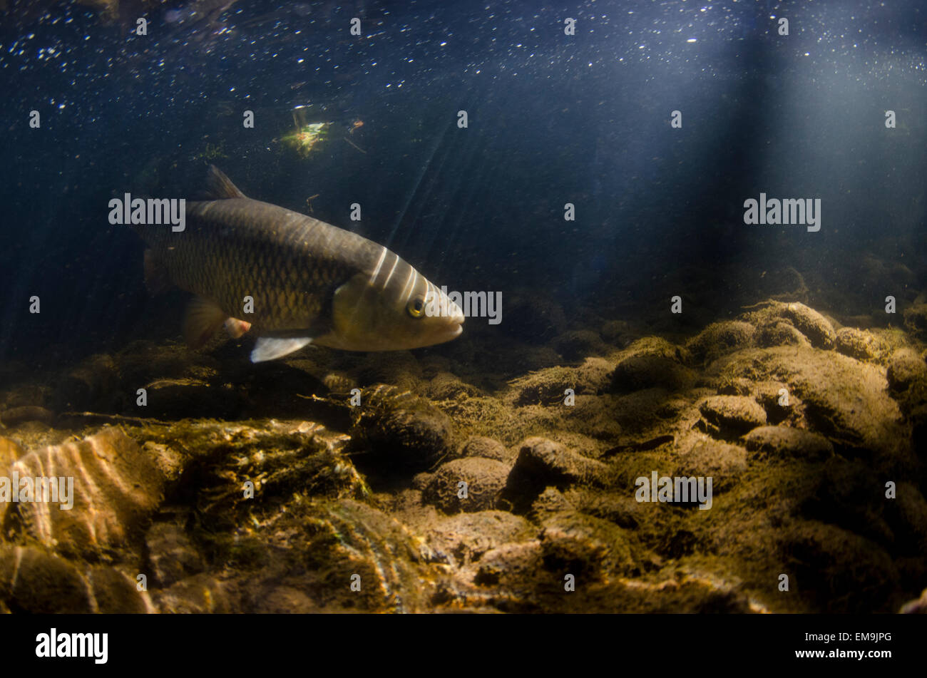 Chub hi-res stock photography and images - Alamy