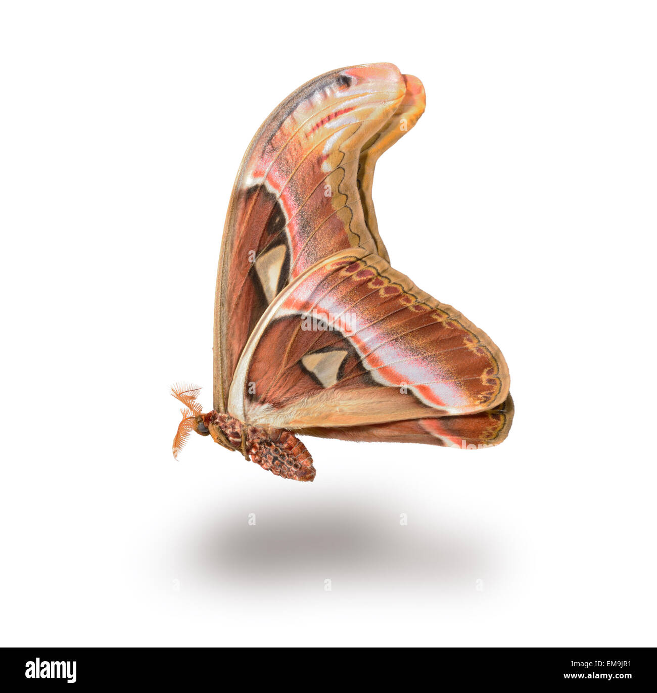 Butterfly isolated on white Stock Photo - Alamy