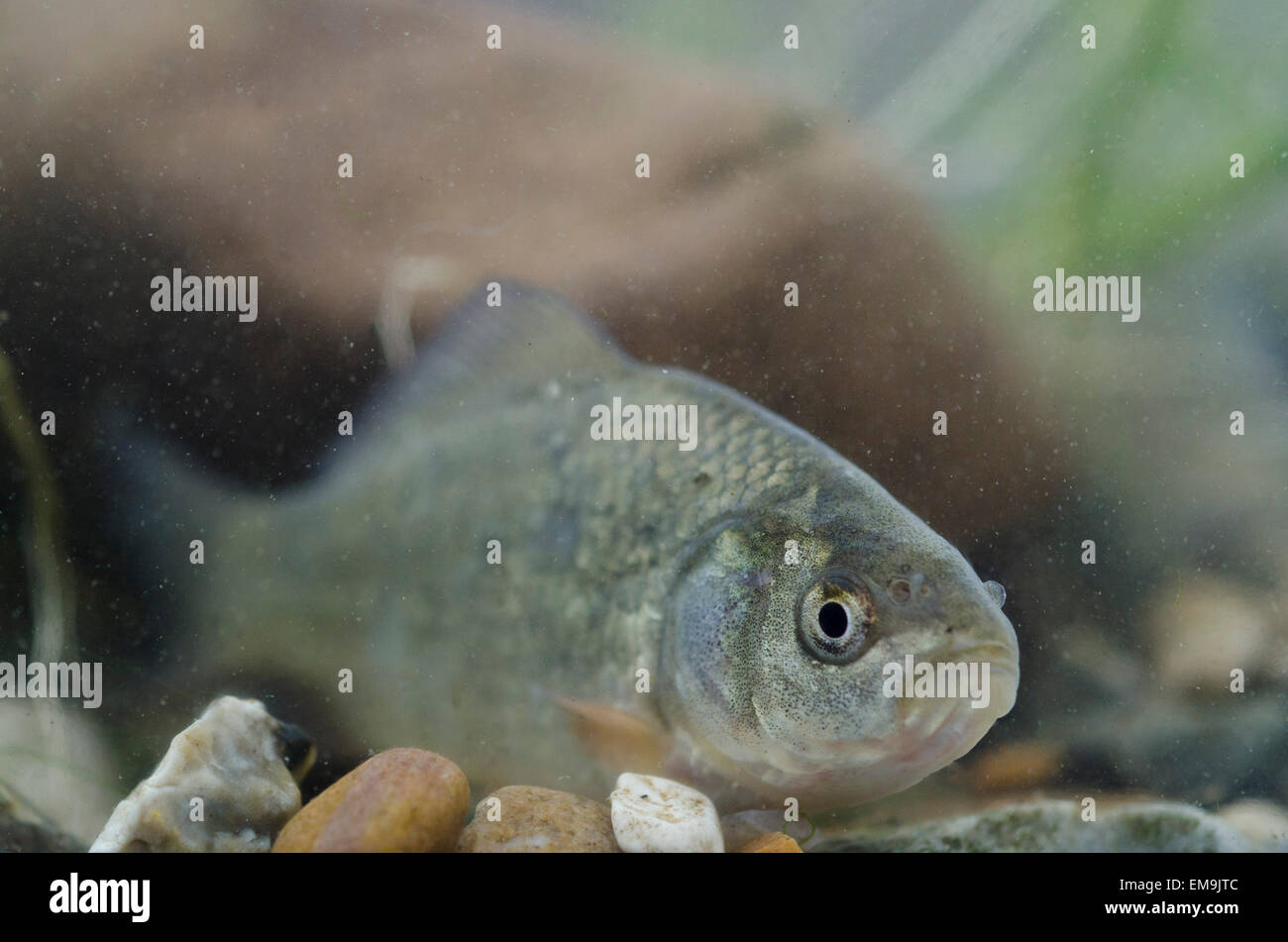 Crucian hi-res stock photography and images - Alamy