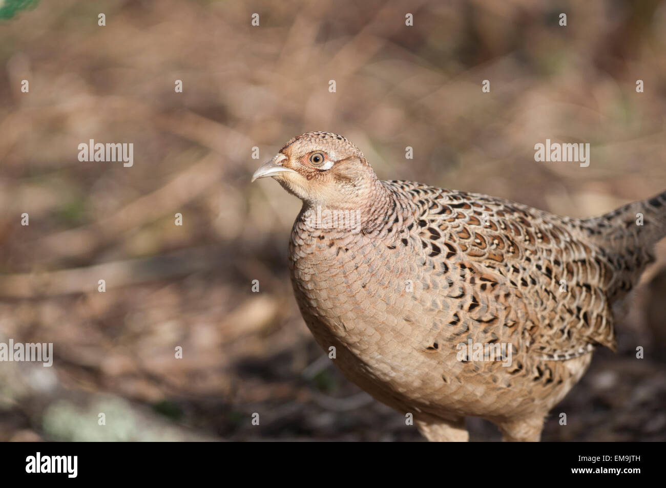 Hen pheasant hi-res stock photography and images - Alamy