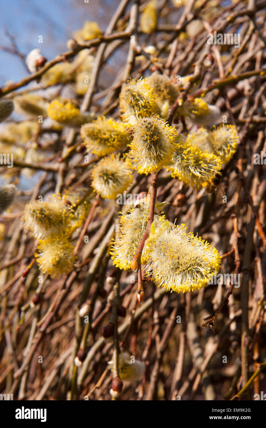 Willow branches buds on hi-res stock photography and images - Alamy