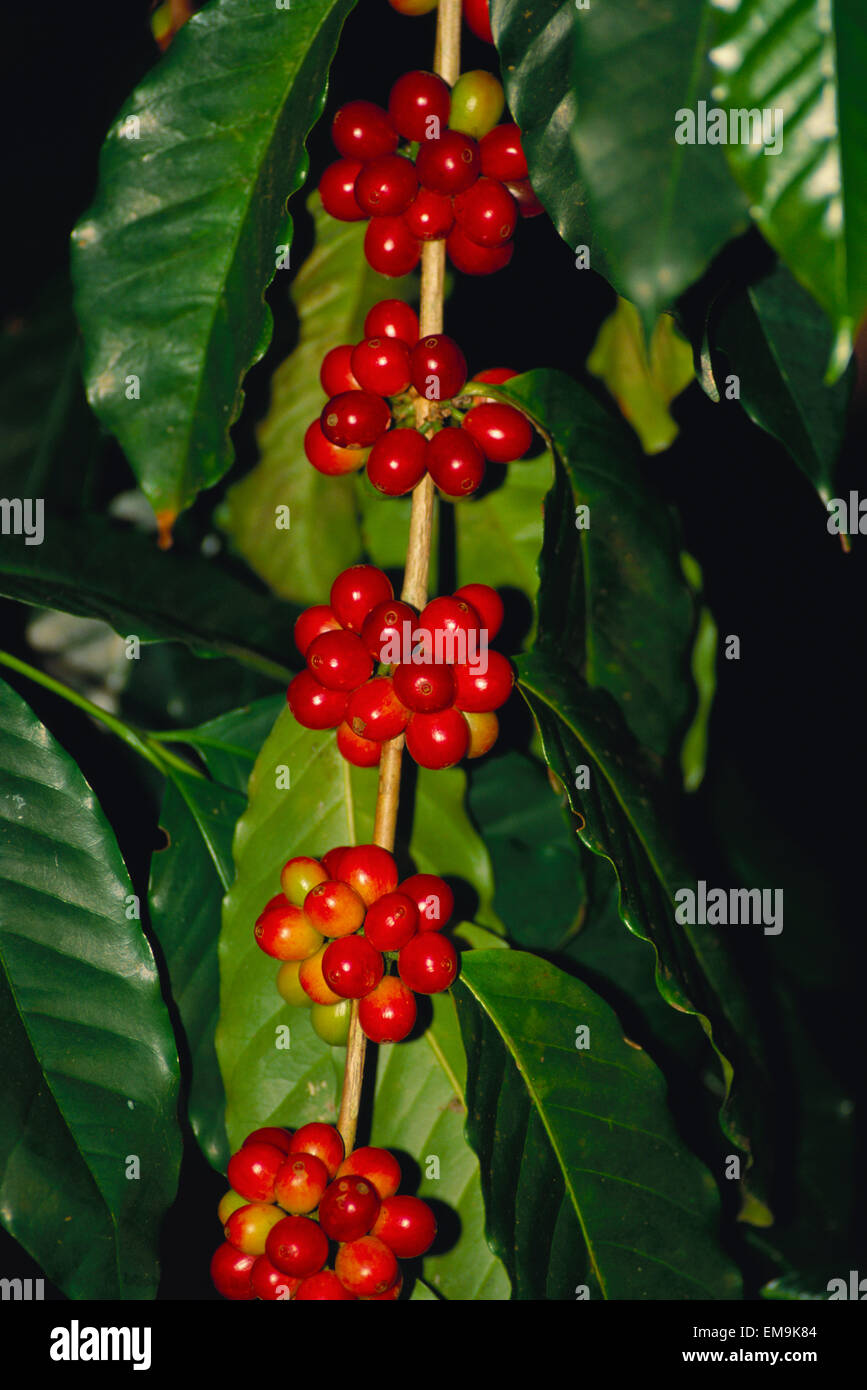 Hawaii, Big Island, Red Ripe Coffee Cherry Ready To Be Picked On Plant ...
