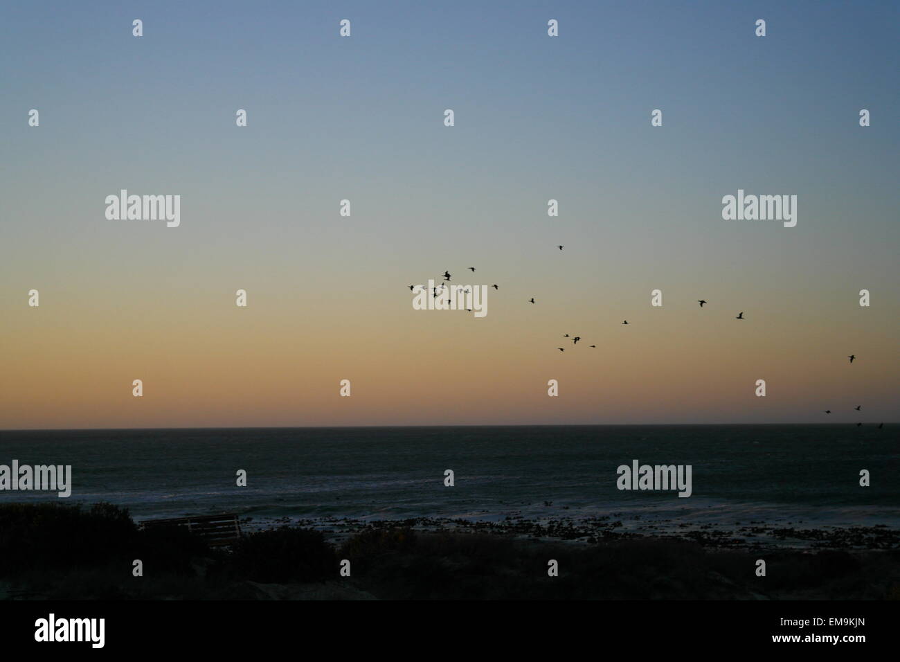 Birds flying home Stock Photo - Alamy