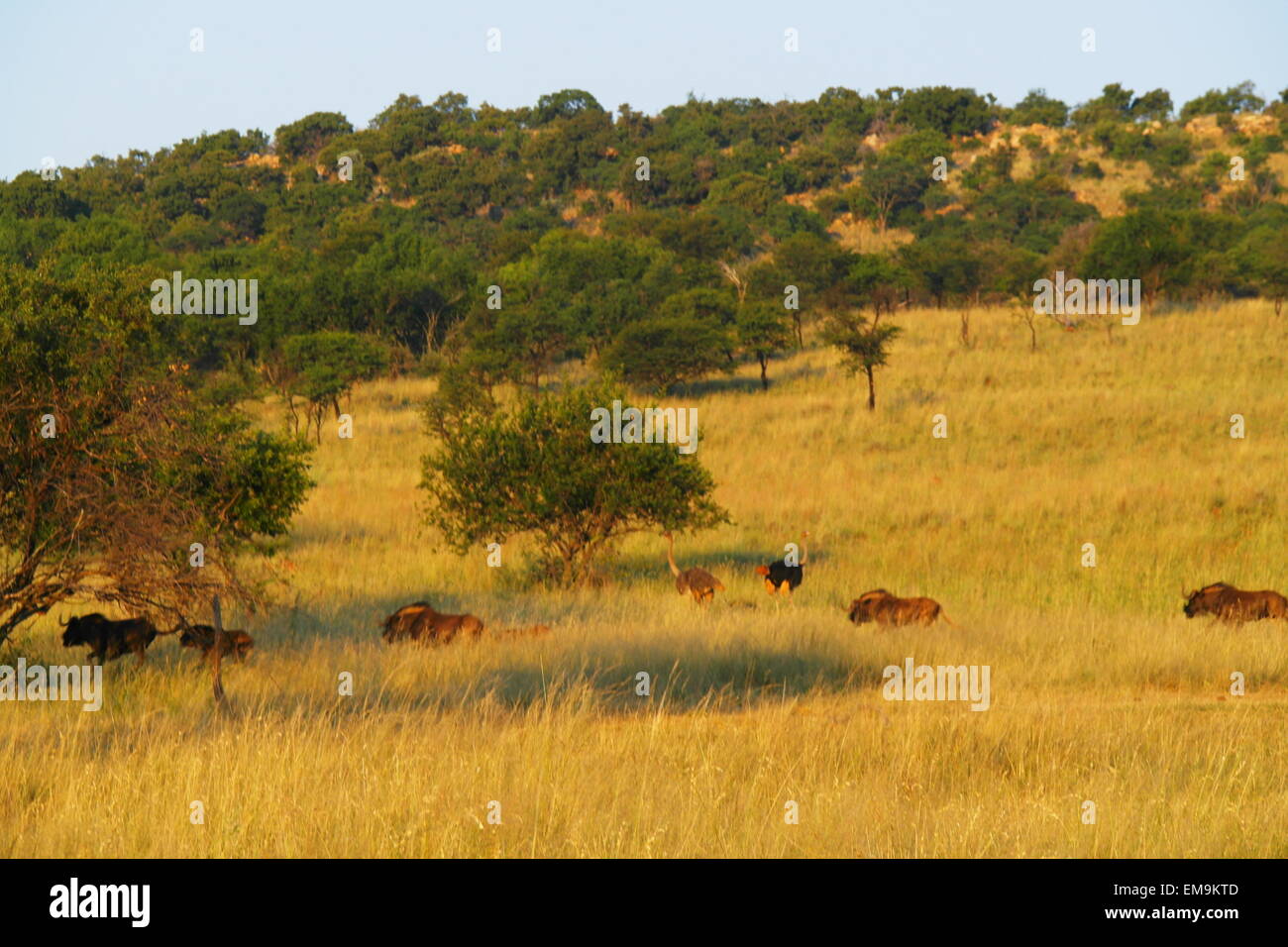 African bush veld hi-res stock photography and images - Alamy