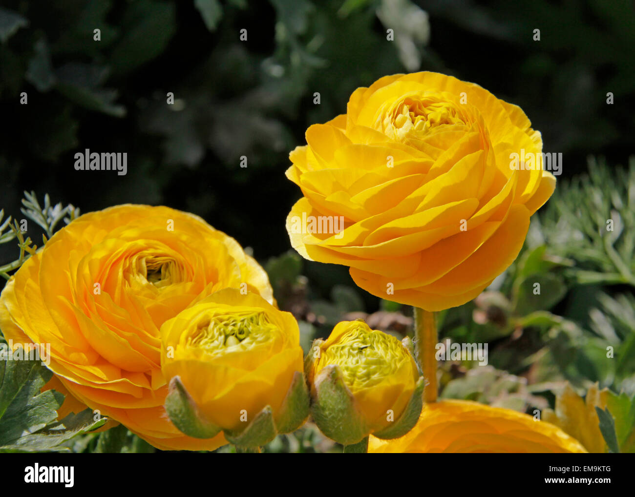 Yellow Persian buttercups in the garden, Ranunculus asiaticus Stock ...