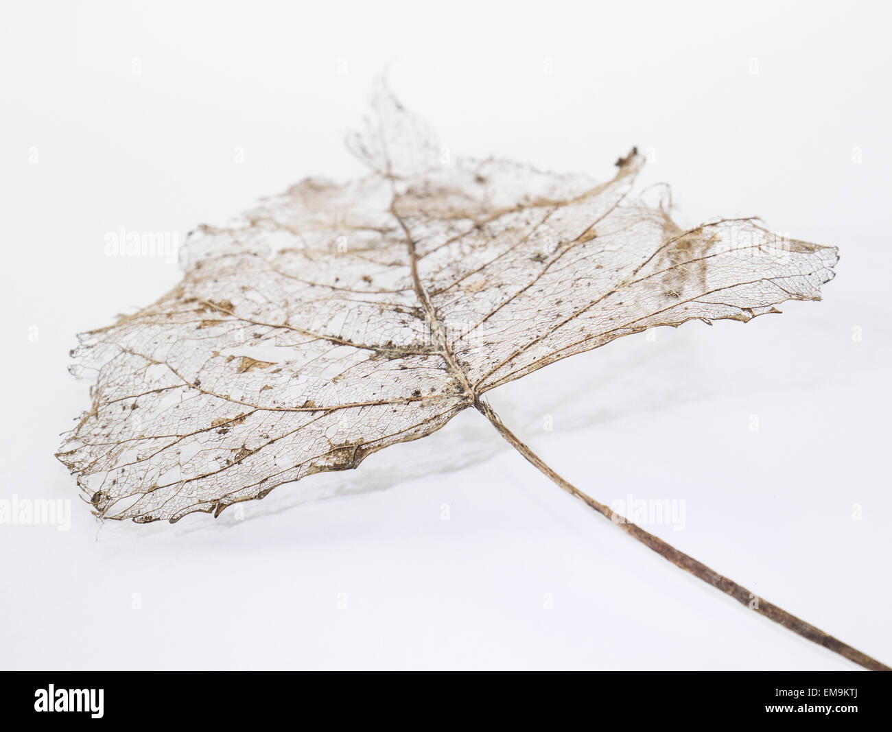 Leaf skeleton hi-res stock photography and images - Alamy