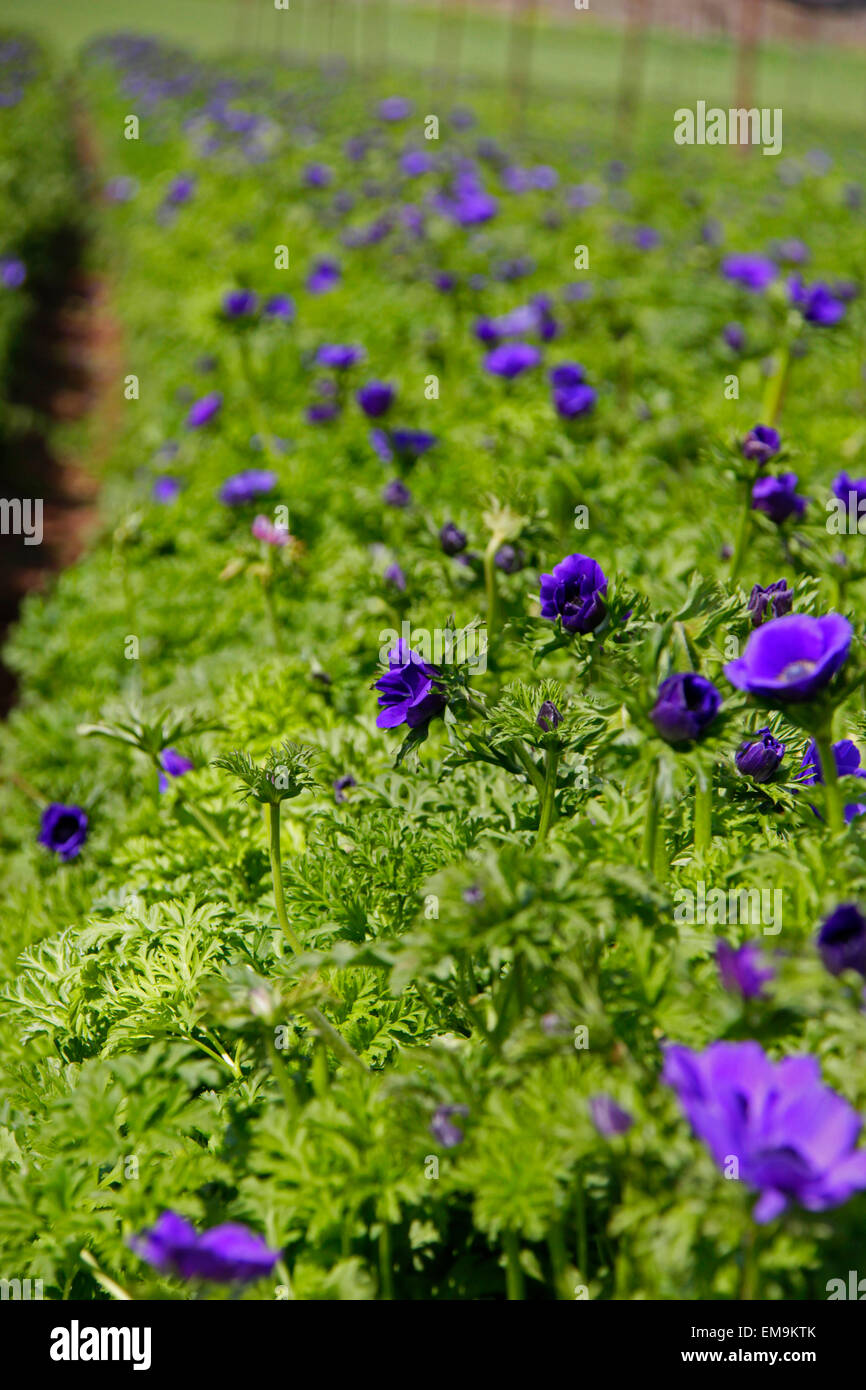 Bush anemones hi-res stock photography and images - Alamy