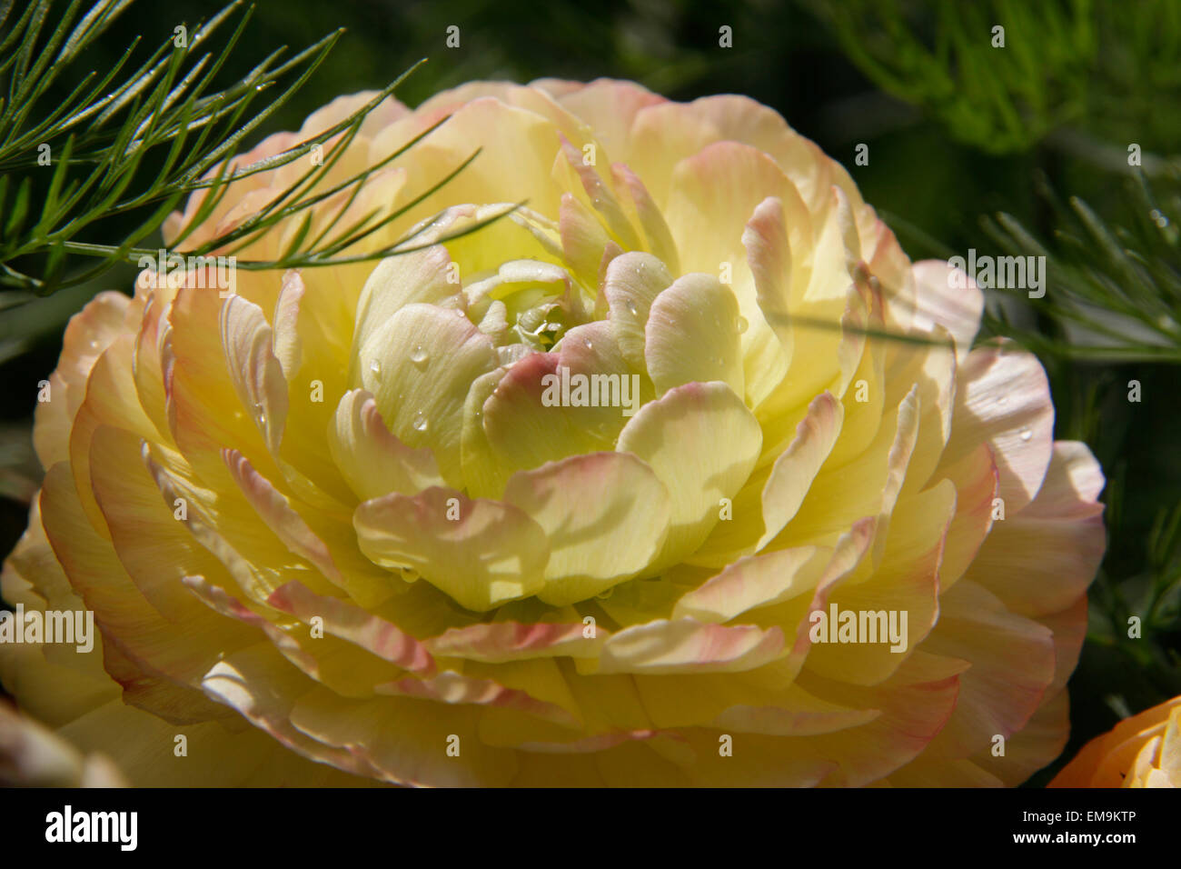 Yellow Persian buttercups with rain drops, Ranunculus asiaticus Stock ...
