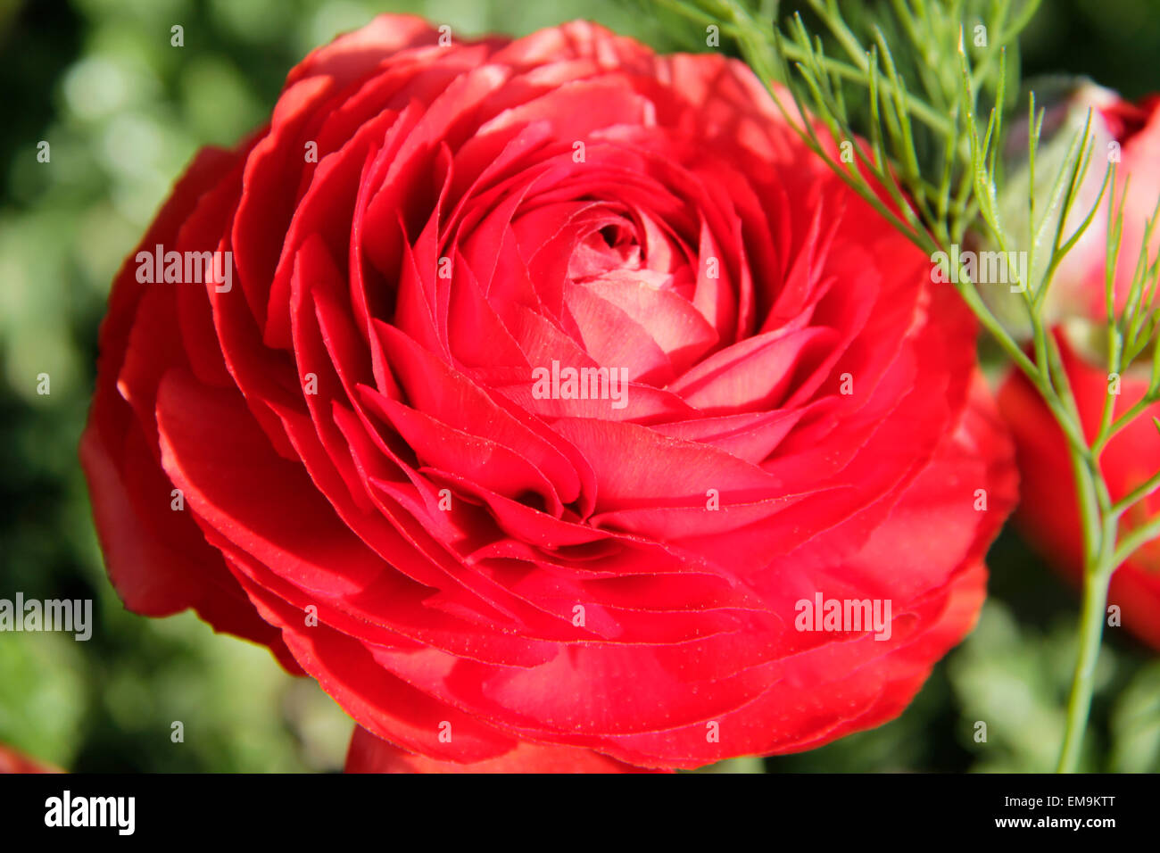 Red Persian buttercups, Ranunculus asiaticus Stock Photo - Alamy